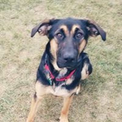 Unforgettable Underdogs Adoption Event at Pet Supplies Plus - Appleton ...