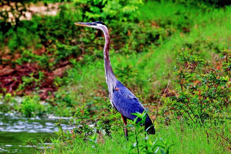 Friends of LLELA — Wild DFW: A Deep Dive into North Texas Ecotone & its ...