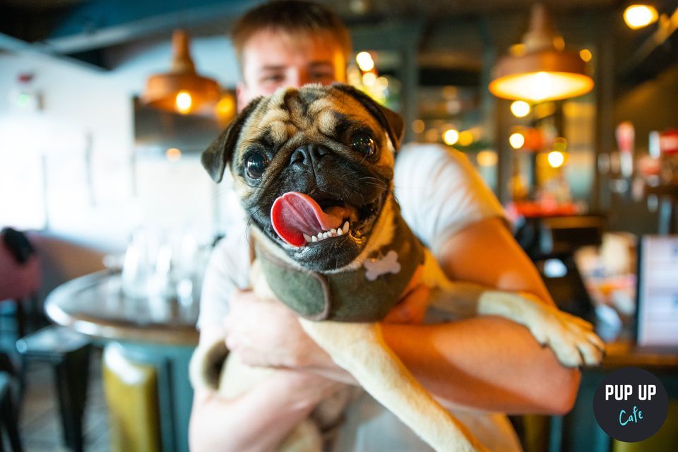 Pug Pop Up Cafe - Exeter | The Terrace, Exeter, EN | November 5, 2022