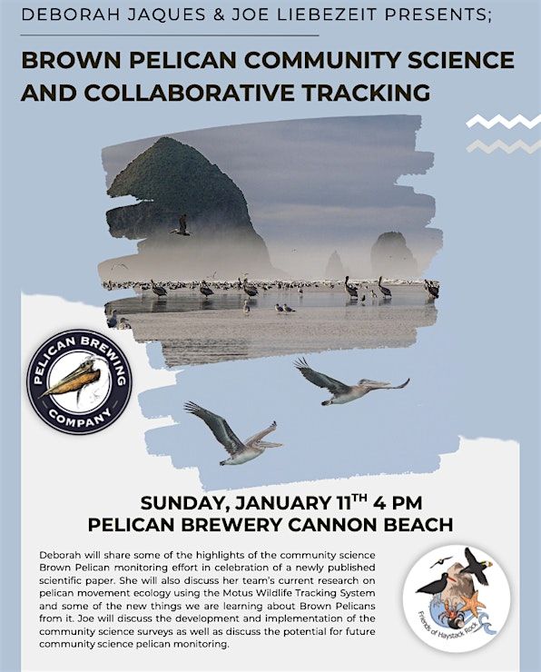 Brown Pelican Community Science and Collaborative Tracking at Pelican ...