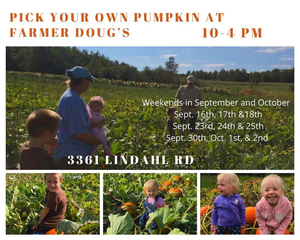 Pick Your Own Pumpkins week 3 at Farmer Doug, Duluth on 30th September, 2022