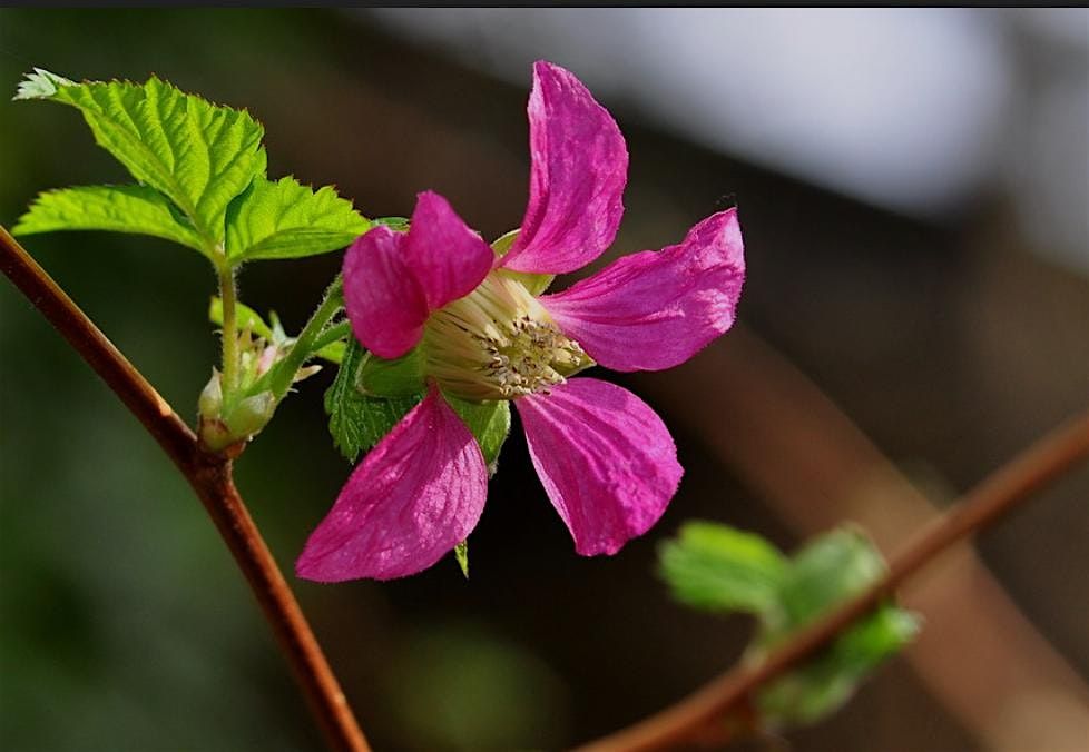 Spring Wildflower hike with a Native Plant Specialist at Point Reyes at ...