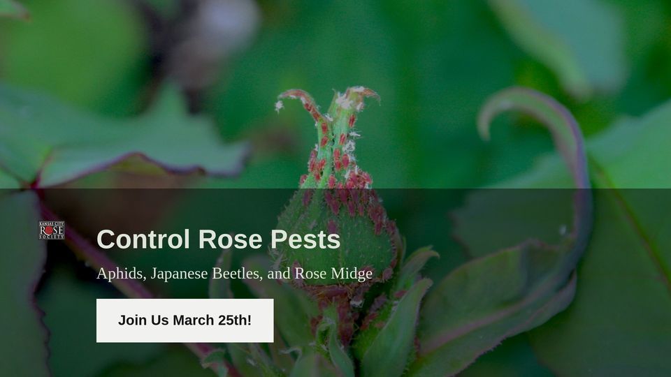 Control Rose Pests - Aphids, Japanese Beetles & Rose Midge | Loose Park ...
