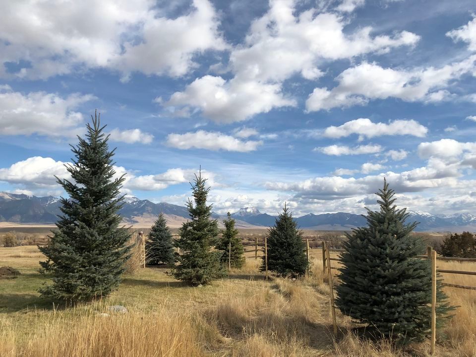The Proper Way to Plant a Tree at Cashman Nursery & Landscaping ...