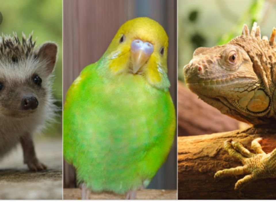 Paducah KY Exotic Pet Expo September 2-3, 2023 at Paducah Convention ...