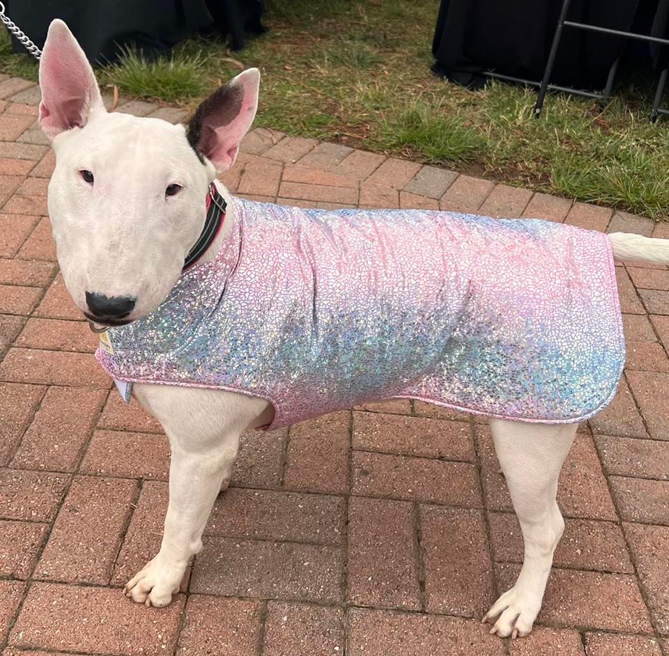 Shoreline (Costa Mesa CA) Dog Show | Orange County Fairgrounds, Costa ...