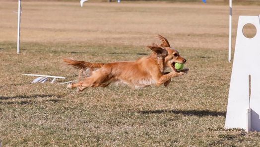 AZSC Intro to Flyball Class - 2022 | Gilbert, Arizona | January 9, 2022