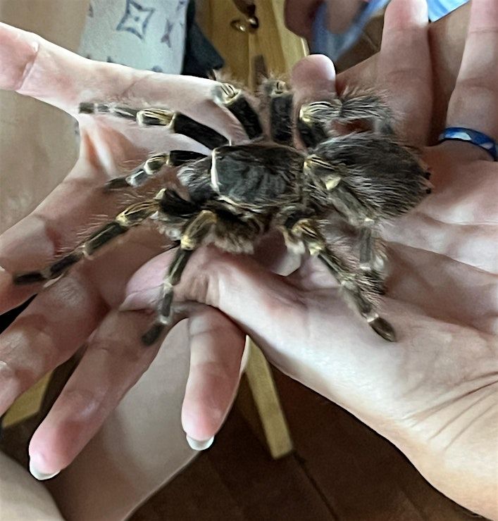 Creepy Crawly Animals and the Spirit of Halloween at Innis Arden ...