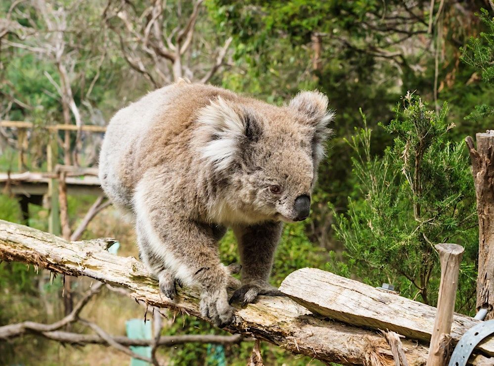 Phillip Island Penguin Parade Koala Reserve Small Group Day Tour at ...