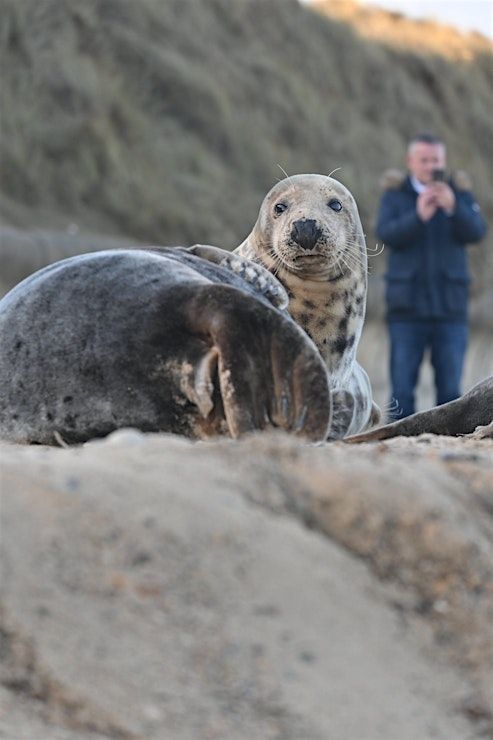 Baby Seals Hike Day Trip Our most Popular Event on Meetup.com at E151DE ...