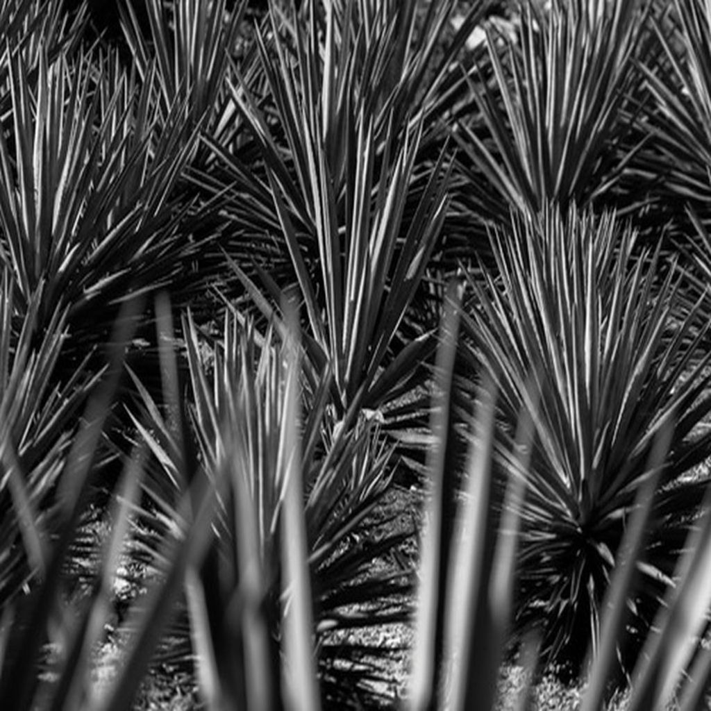 Esfuerzo Agave Heritage Dinner | BATA, Tucson, AZ | April 29, 2023