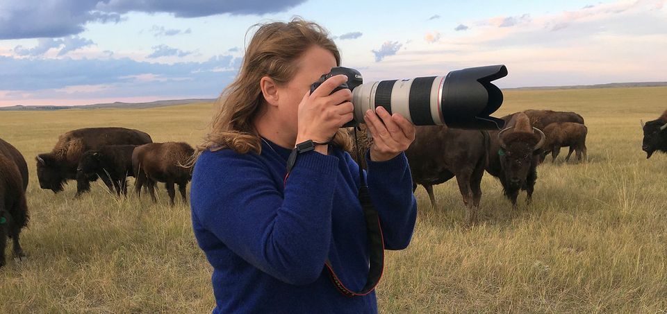 Return of the American Bison: A Conservation Success Story | Henry ...