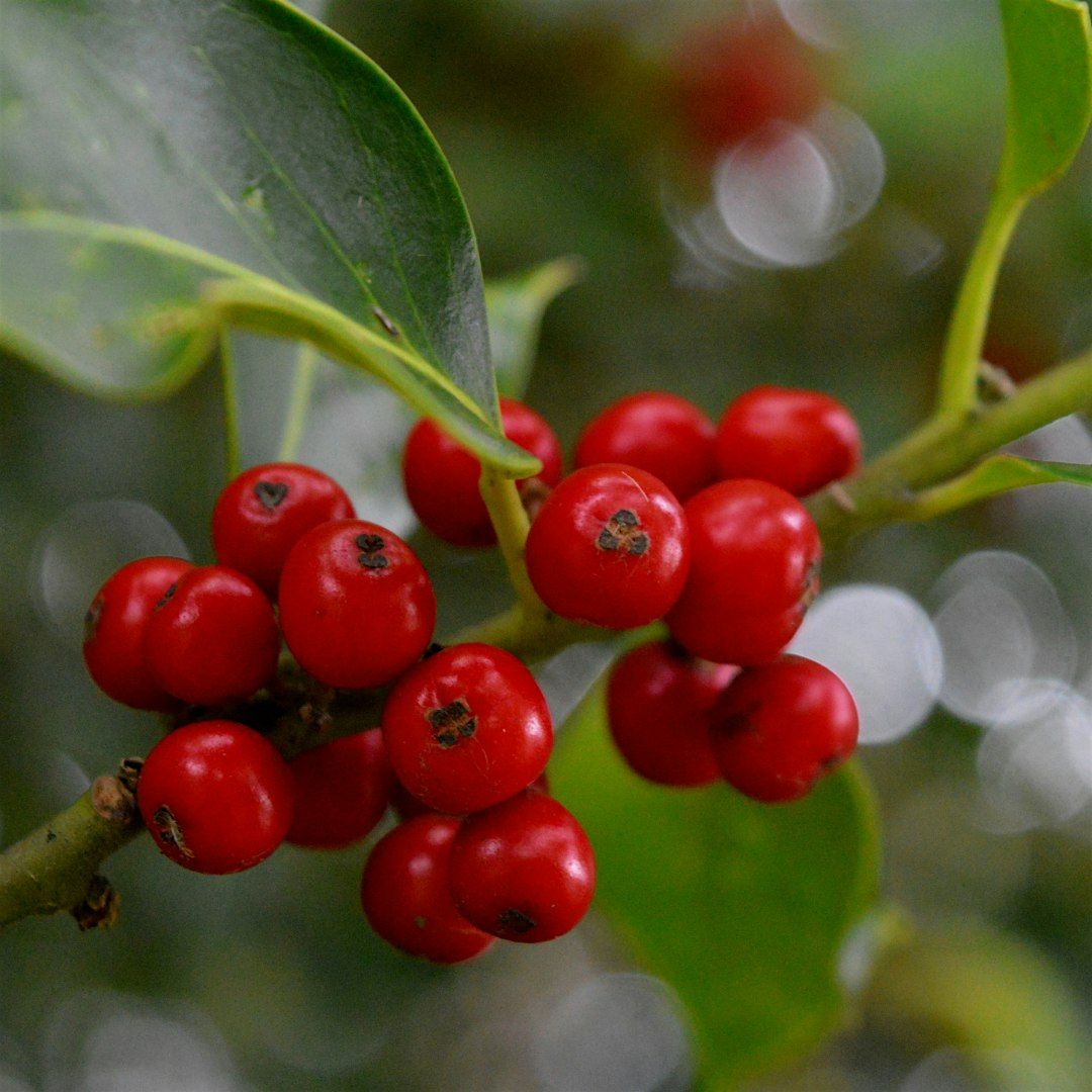 ReGrow Volusia "Exploring Native Holly Plants" at Lyonia Environmental ...