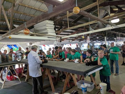 Vigo 4-H Rabbit Show (All other breed classes) at Wabash Valley ...