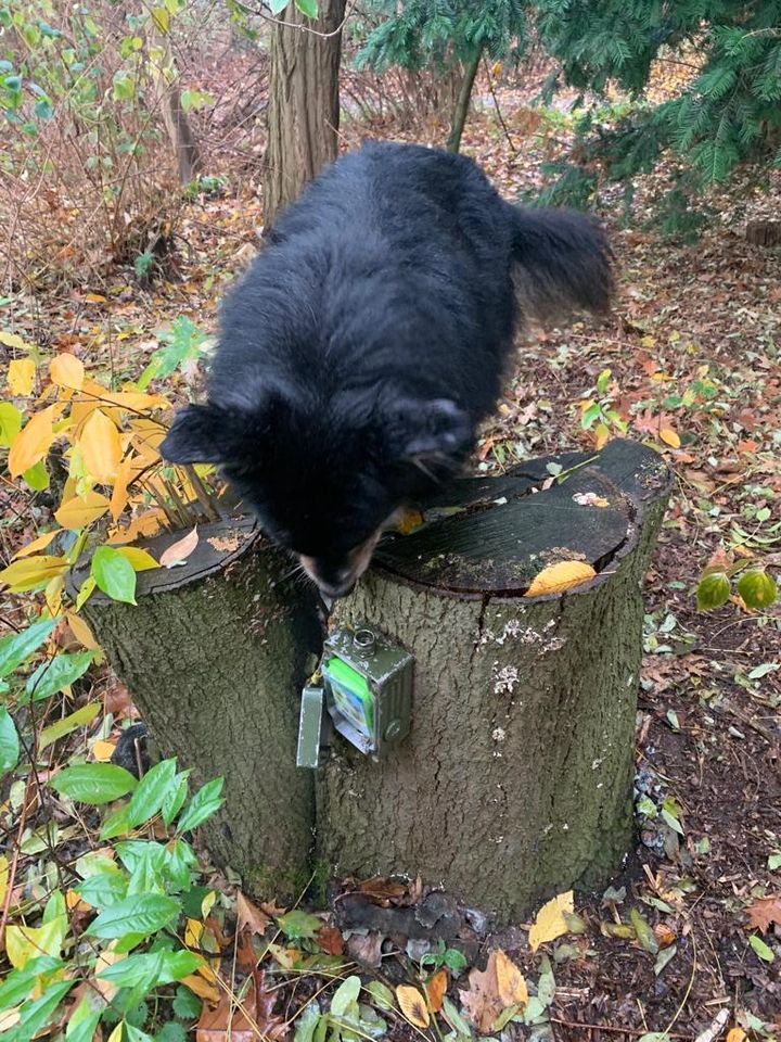 Geocaching Spaziergang mit Hund at Pfotenakademie Ruhrgebiet ...