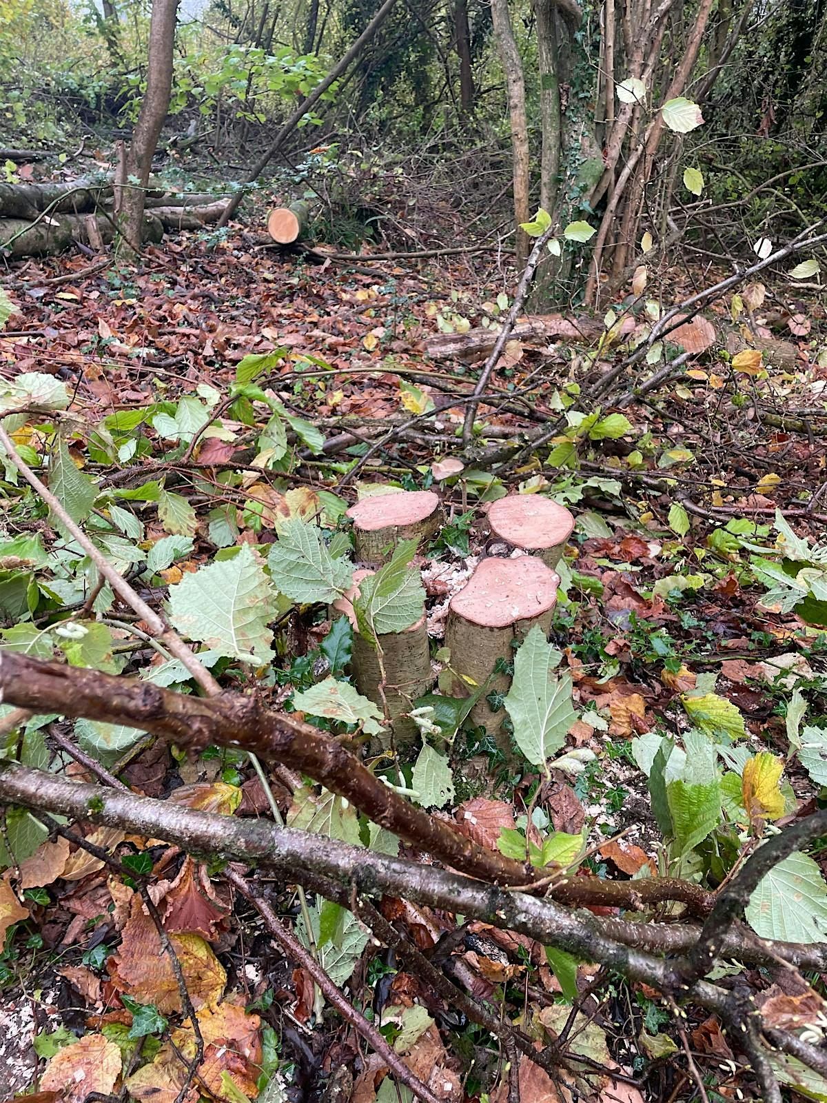 Green Thursday Hazel Coppicing at Highfield and Hangingcroft Wood at ...