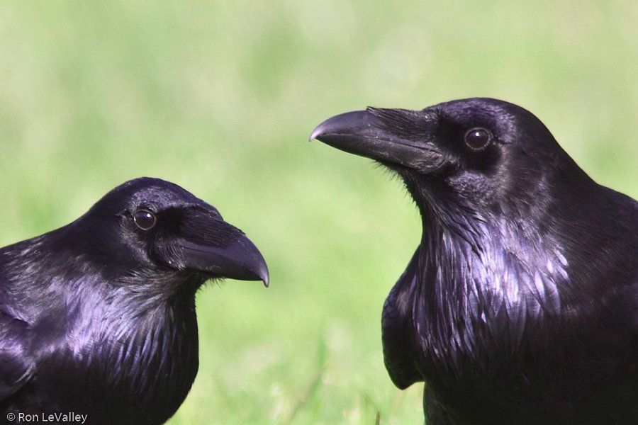 Tracking Common Ravens to Understand their Movement around Western ...