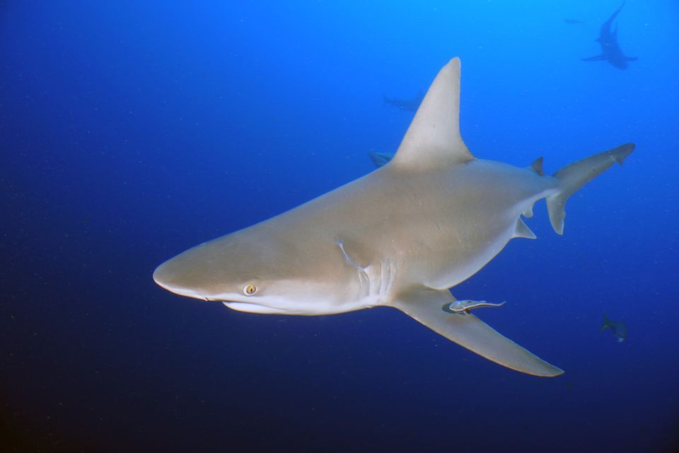 Shark Dive Meetup | Emerald Charters, Jupiter, FL | December 16, 2023