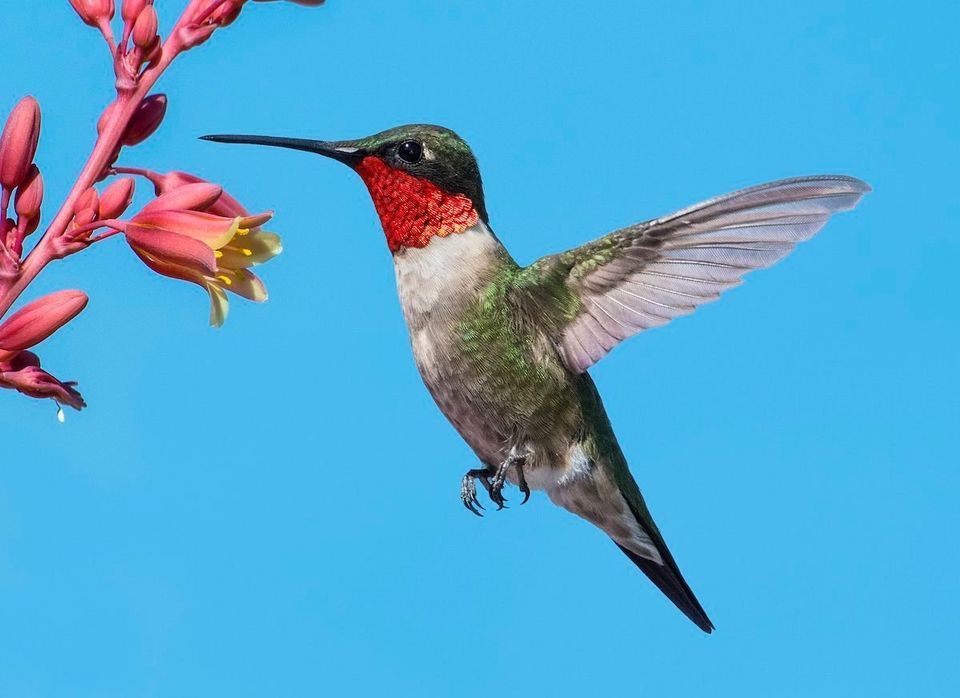 Hummingbird Festival | Rock Springs Nature Center, Decatur, IL | August ...