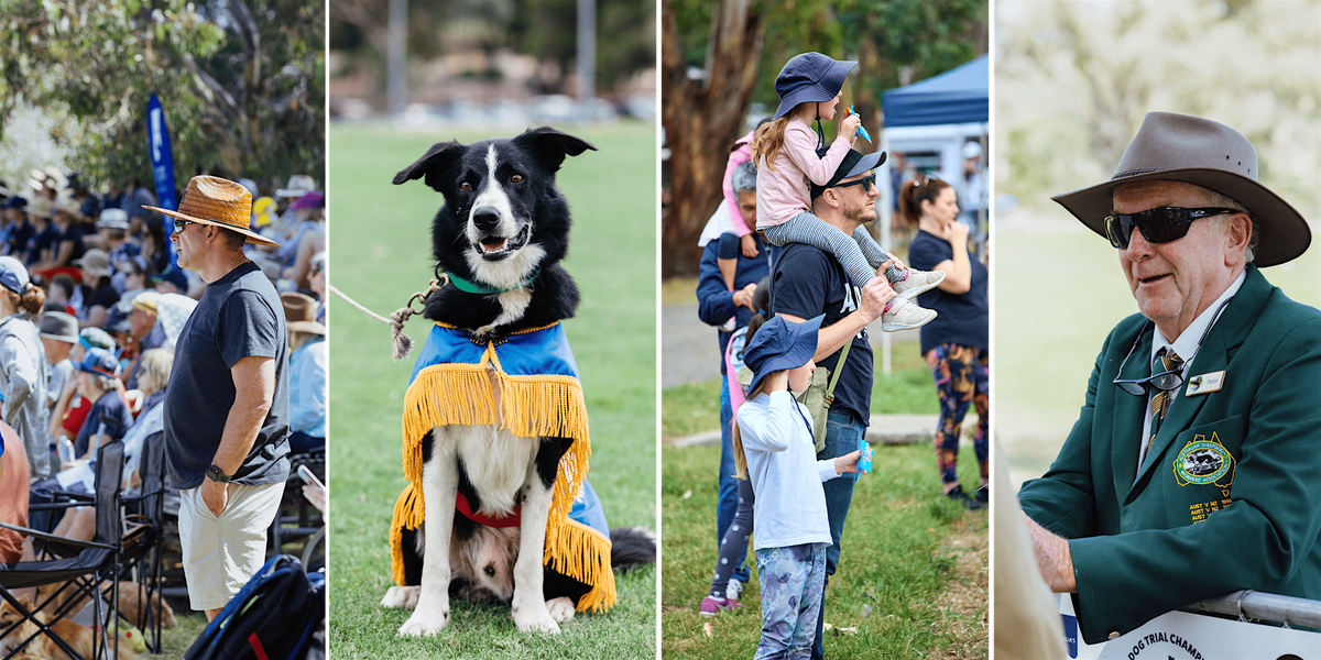 2026 National Sheepdog Trial Championships at Hall Village Showground ...
