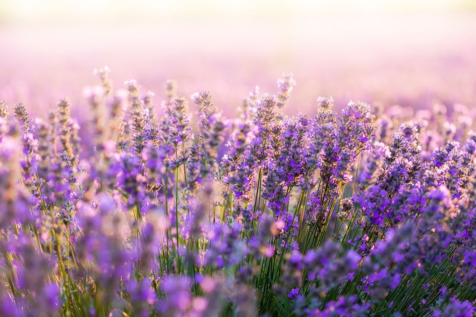 Excursie Gradina de Lavanda - Salina Slanic | 1 zi autocar | 2023 ...