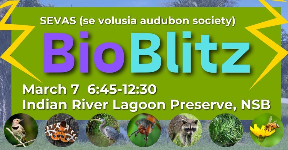 SEVAS BioBlitz 2024! SPECIAL EVENT @Indian River Lagoon Park NSB at Indian River Lagoon Park ...