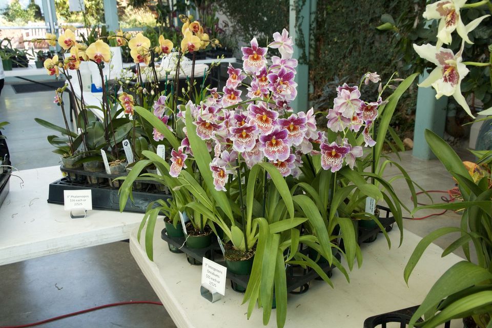 Fall Orchid Show with the Utah Orchid Society at Red Butte Garden, Salt ...