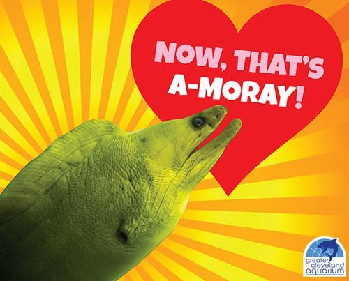 Thats A-Moray Weekend at Greater Cleveland Aquarium on 11th February, 2022