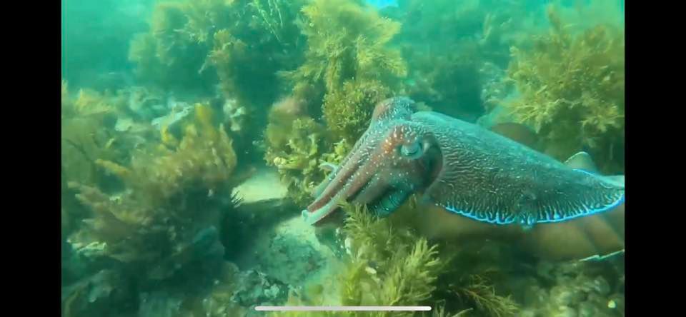 July Trip - Whyalla Cuttlefish Snorkelling/Diving/Camping- at City of ...