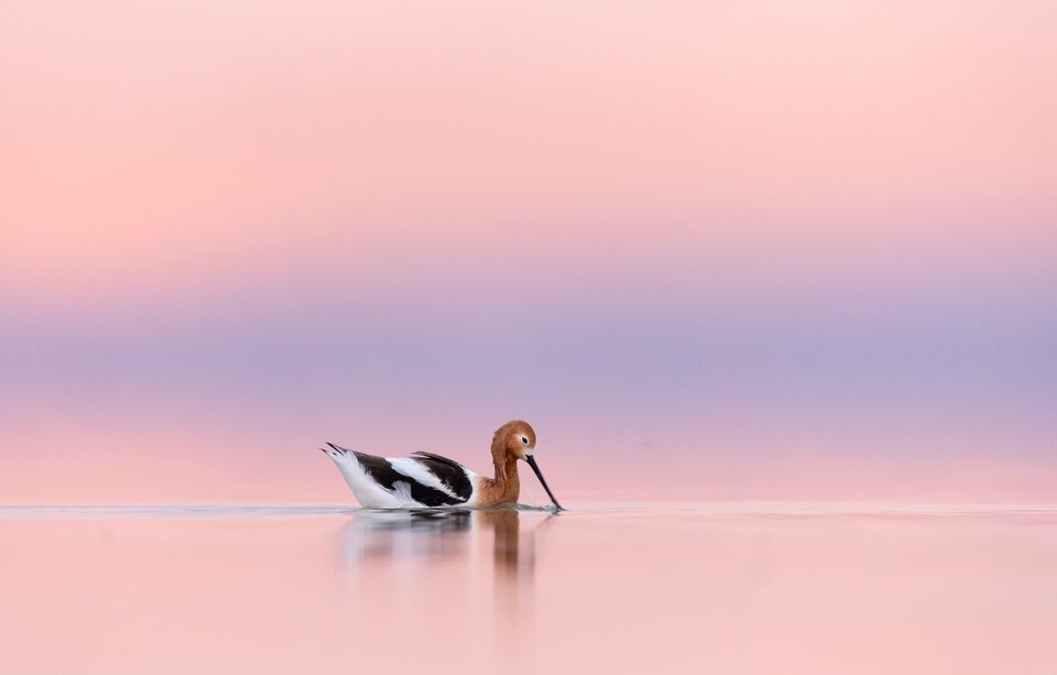 TEN MILLION BIRDS: A BIRD PHOTOGRAPHERS VIEW OF GREAT SALT LAKE at ...