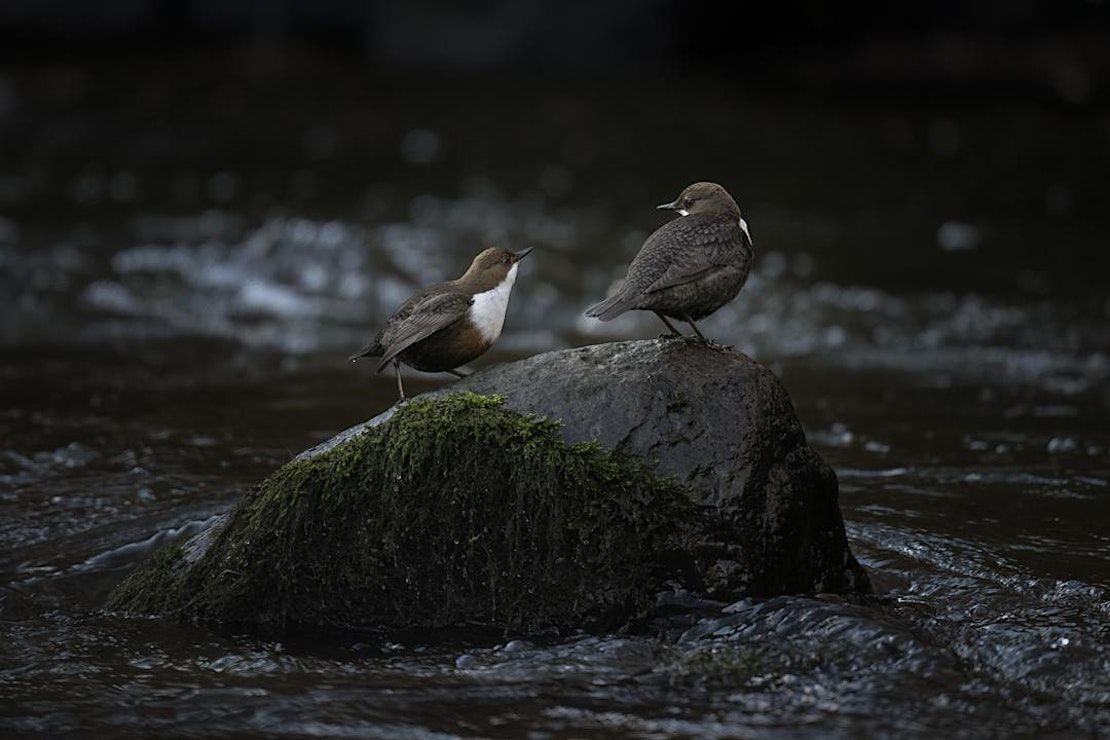 Dipper Wildlife Photography Workshop at Greenhall Park, Glasgow on 6th ...