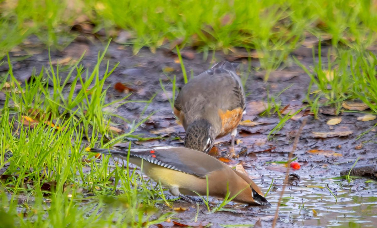 Headwaters 2nd Friday Birding with Karen and Sperry Wilson at ...