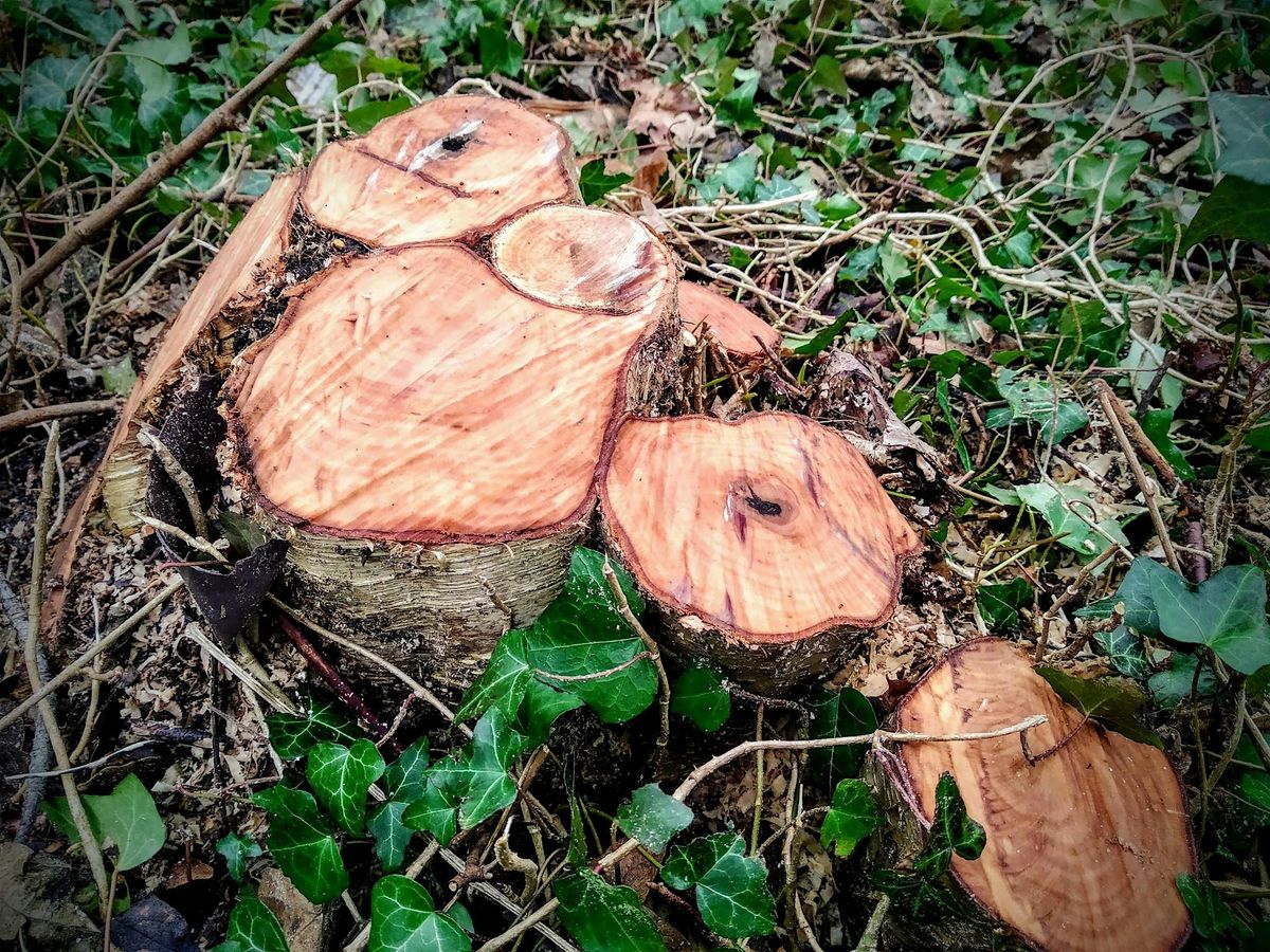 Green Thursday Coppicing & Woodland Thinning Morning at Gomms Wood at ...