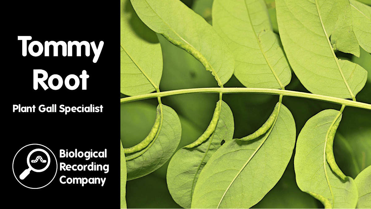 Plant Gall Field Recorder Day at Margravine Cemetery, London on 26th ...