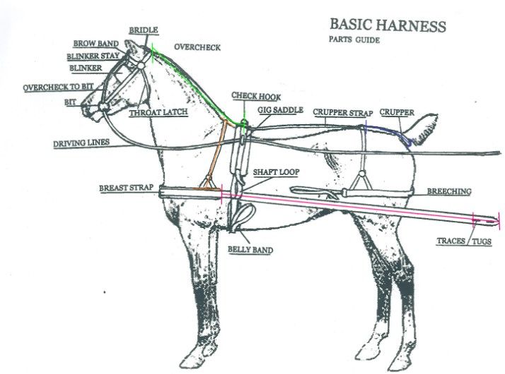 Harness Fitting and Safe Hitching Demo at 28035 Township Road 381, Red ...
