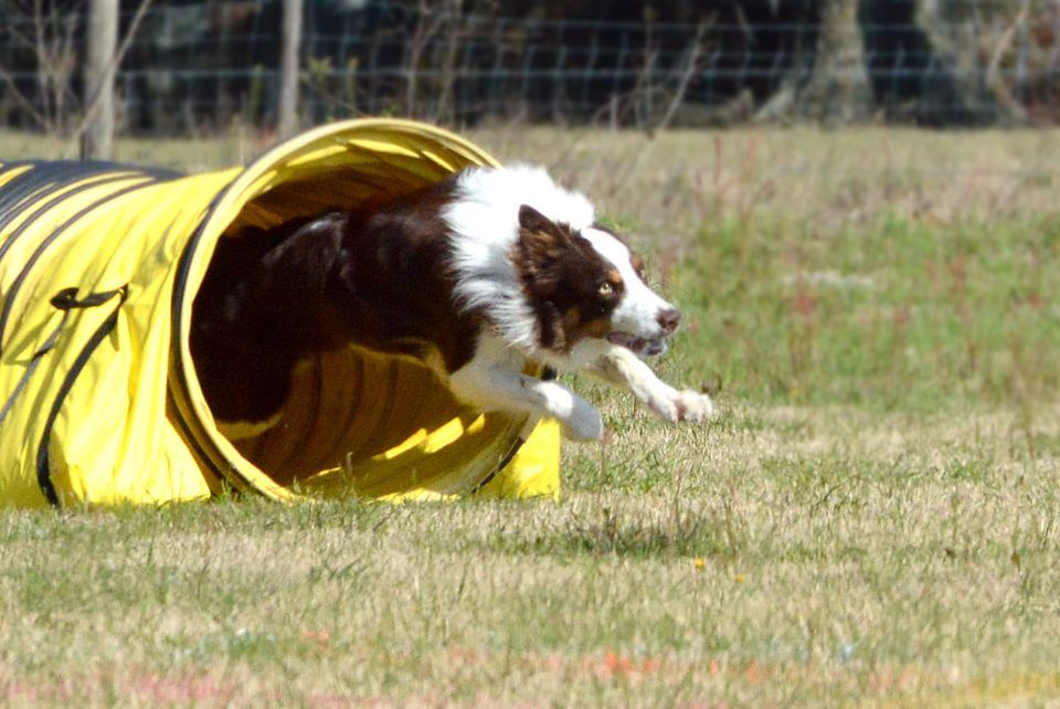 Beginner Agility Class | 6522 Stafford Road, Plant City, FL, United ...