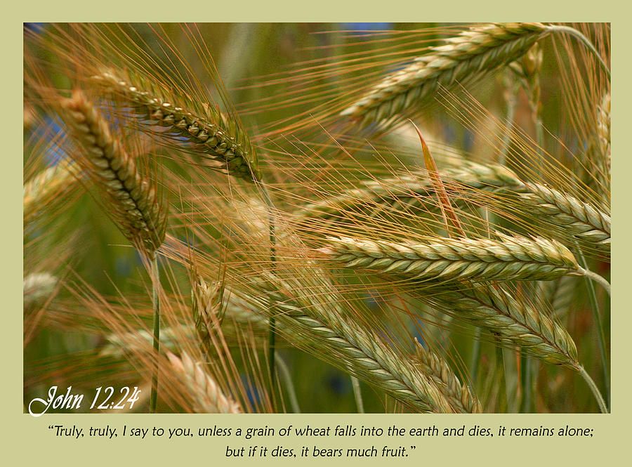 Fifth Sunday in Lent, Year B at First Evangelical Lutheran Church ...