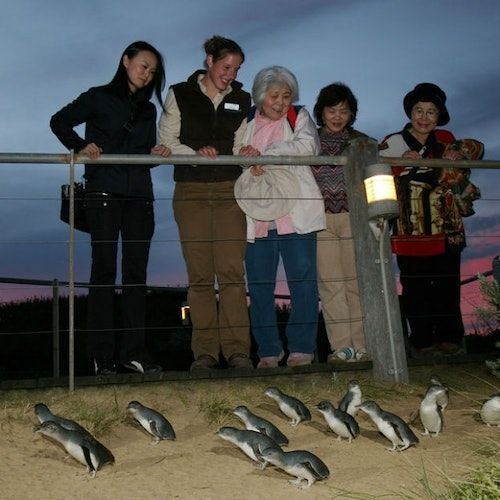Premium Phillip Island Penguin Parade Tour (with Koalas!) From ...