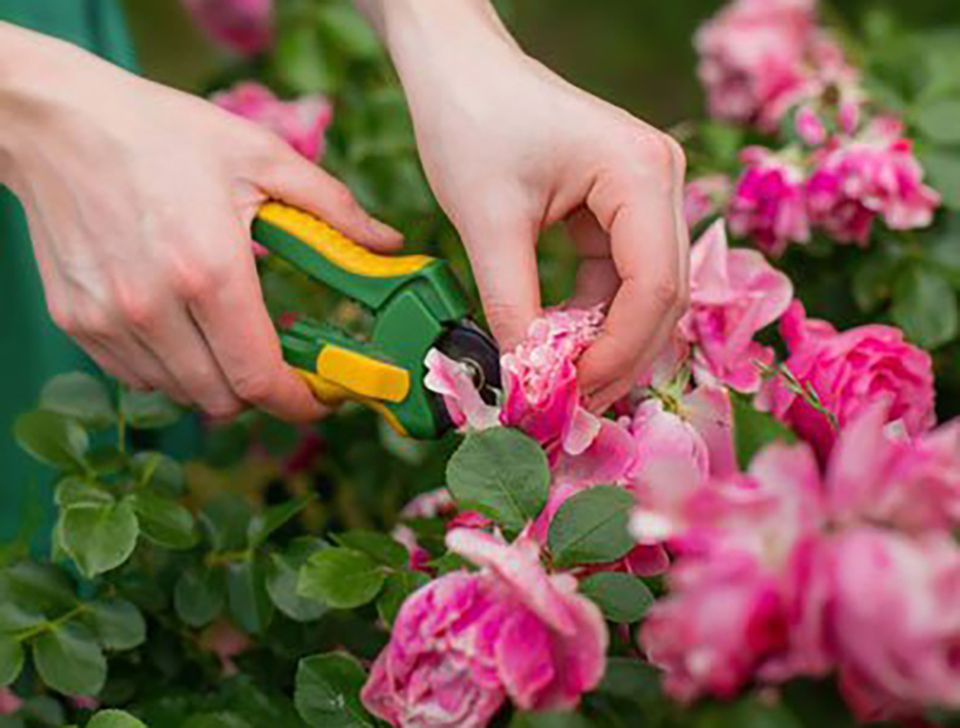 Rose Pruning Workshop with Cheryl Underwood at Red Butte Garden, Salt Lake City on 16th March, 2023