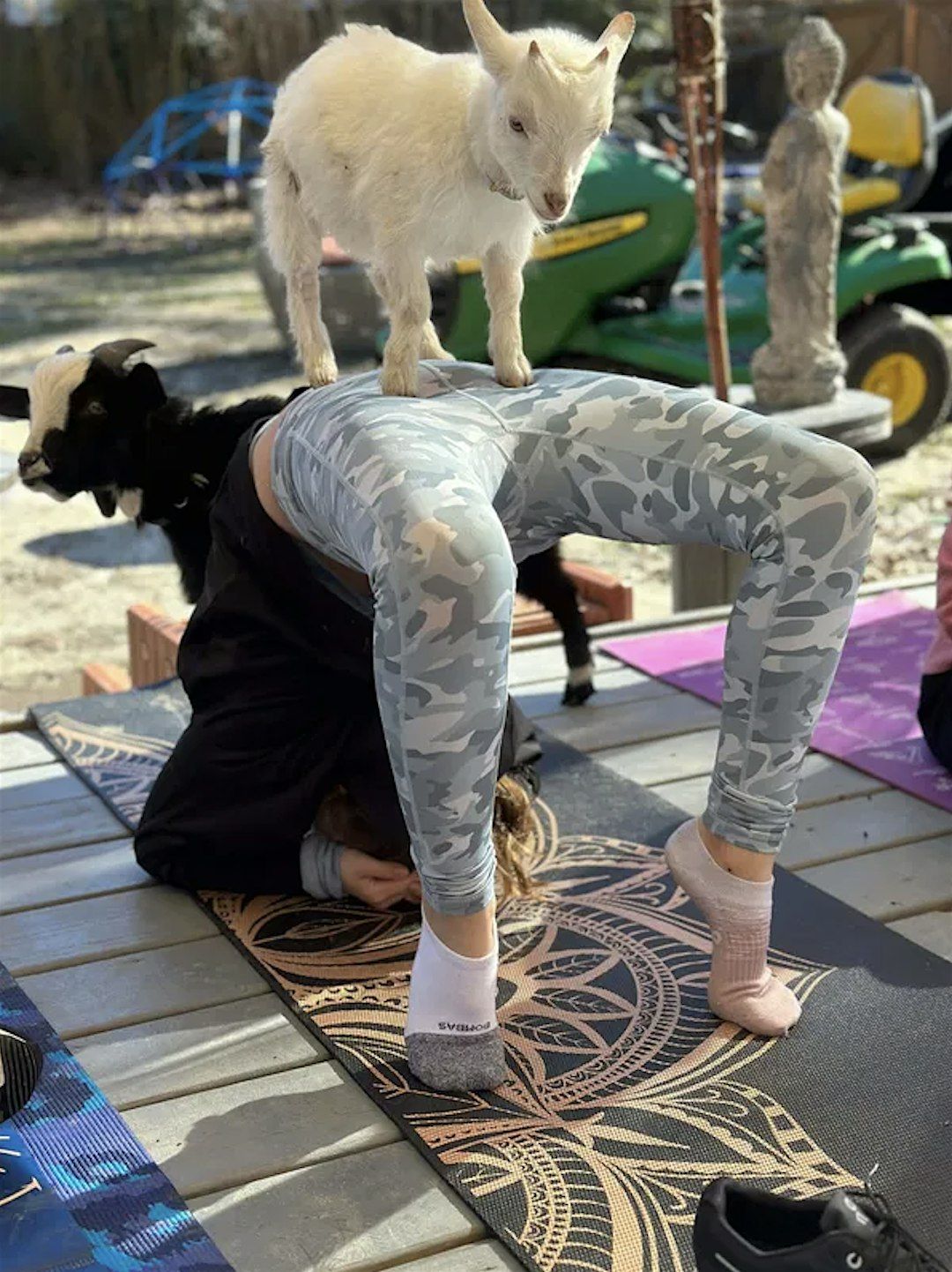 GGA Dwarf Goat Yoga Class at Pontoon Brewing Company, Sandy Springs on ...