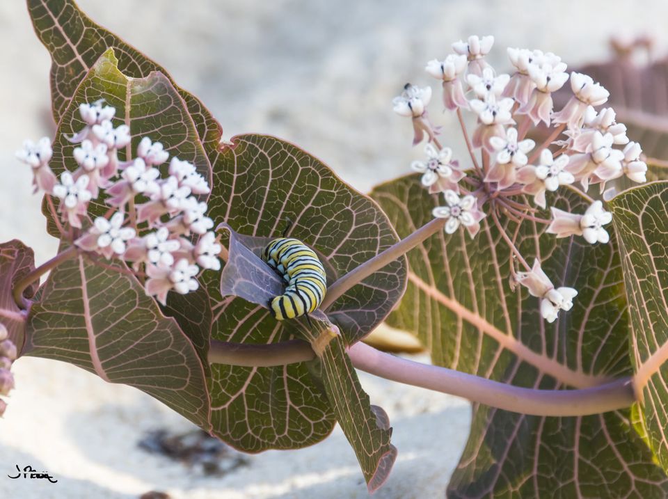Native Plants for Birds and Butterflies, with Charley Winterbauer at ...