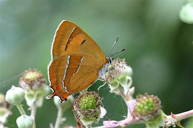 Brown Hairstreak egg search at Merry Hill Reserve, Bushey (Woodland ...