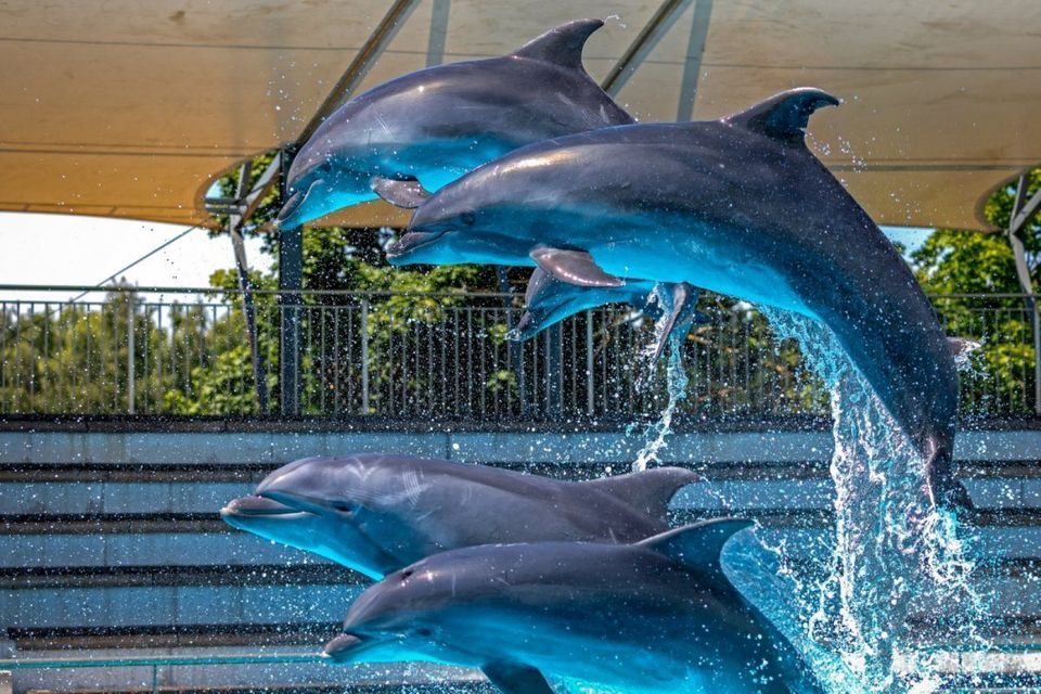Delfinariumas ir nemokamas Lietuvos jūrų ir laikrodžių muziejų lankymas ...