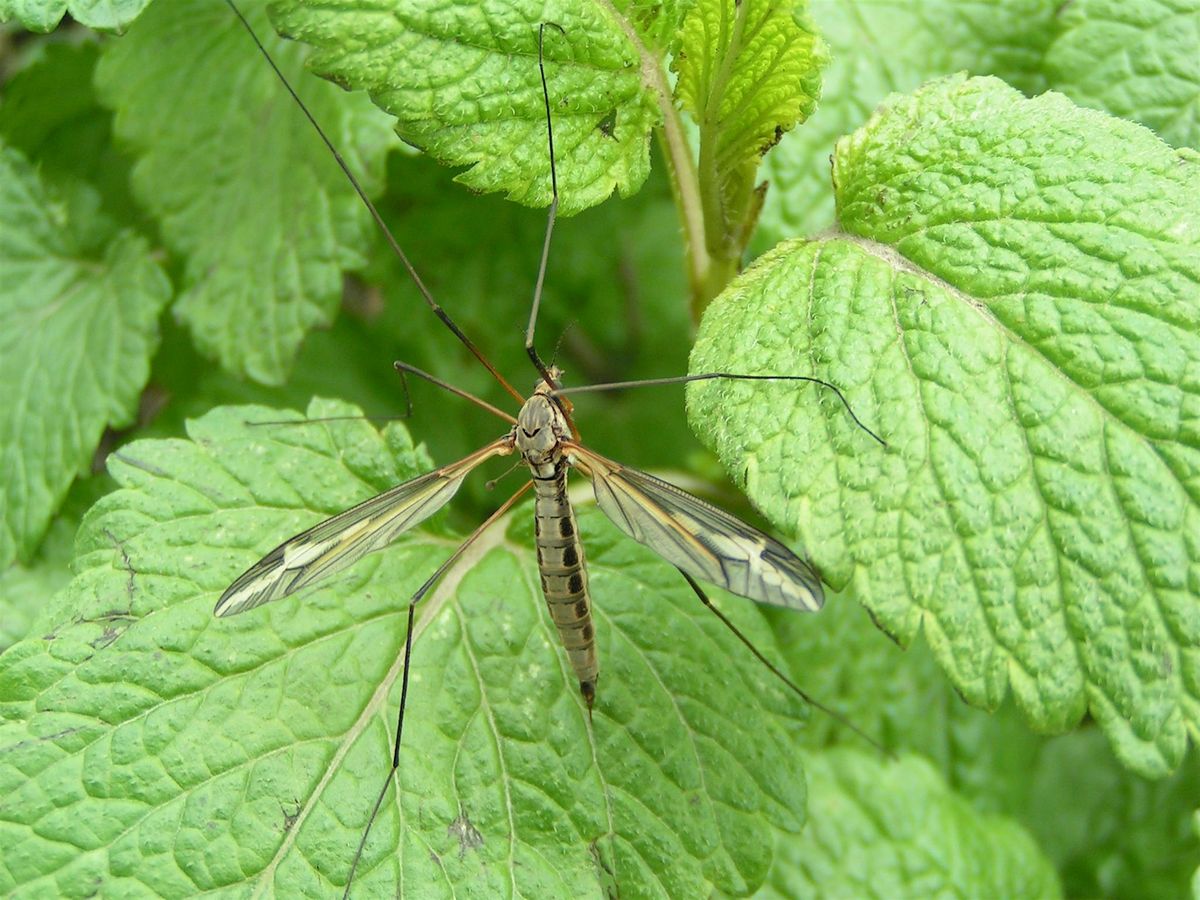 NWT Sweet Briar Marshes - Introduction to invertebrates (adult event ...