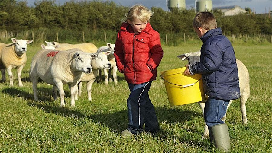 Feed the animals (all ages) at Knockaloe Beg Farm, B&B, Self-catering ...