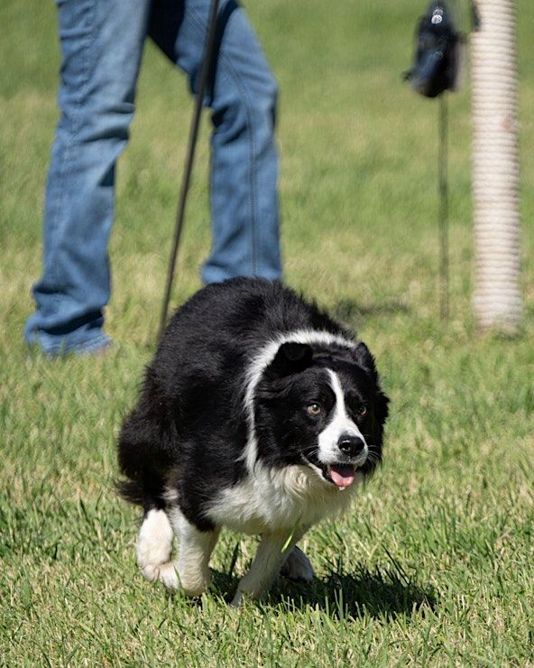 2026 Meeker Classic Sheepdog Championship Trials at 1901 Main St ...