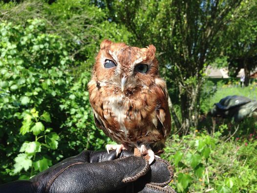 Owl Prowl Night Hike at Heard Natural Science Museum & Wildlife ...