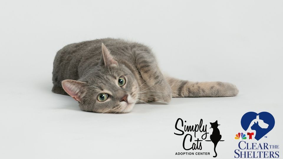 Simply Cats Clear the Shelters at Simply Cats, Boise on 1st August, 2022