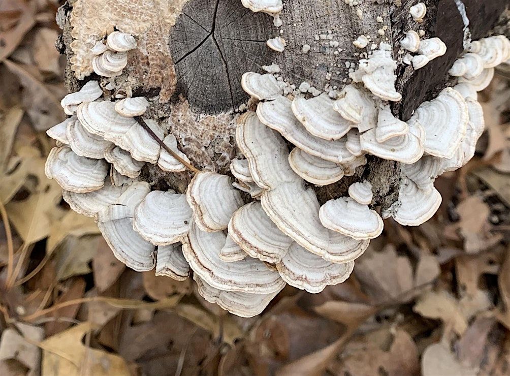 Winter Woodland Walk at 216 Hicks Dr, Macks Creek on 17th January, 2026