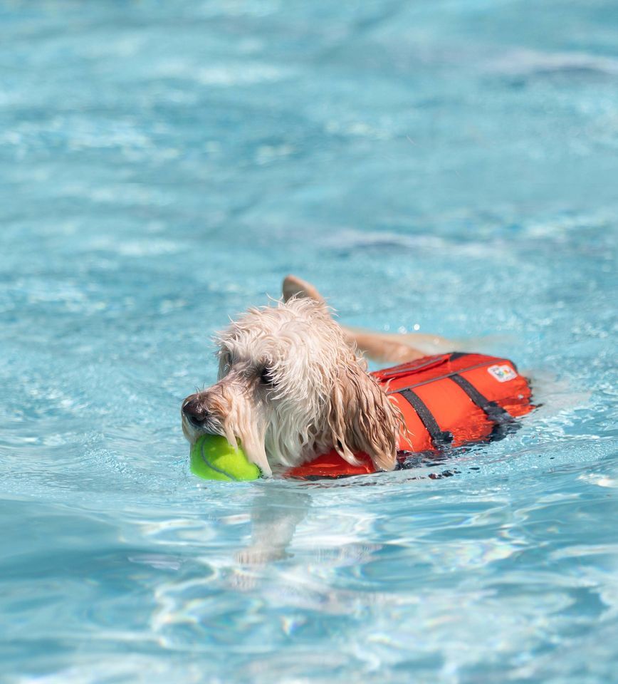 Dog Paddle - Autumnwood Pool at Reston Association, Swimming Pools ...